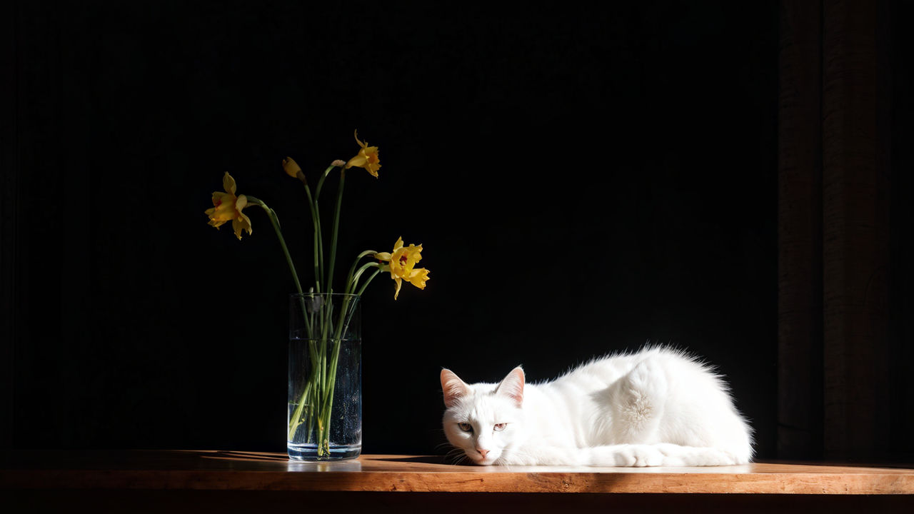 "Please draw a realistic picture of a white cat hunched over... by ...