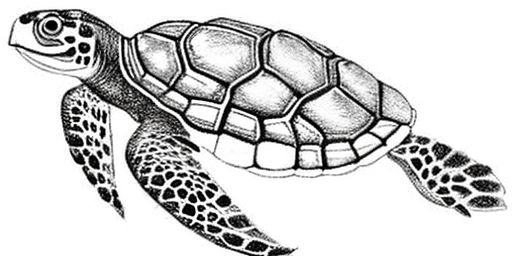 A black and white drawing of a turtle by 陳宏錡 - Playground